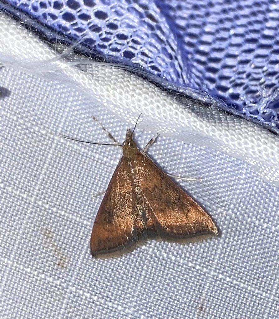Variable Reddish Pyrausta Moth in October 2022 by Mike Farley · iNaturalist
