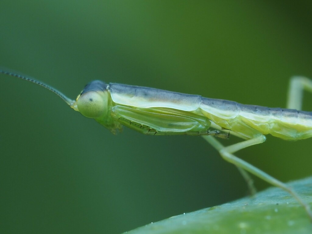 New Zealand Mantis from Ōkato, New Zealand on 09 October, 2022 at 01:32 ...