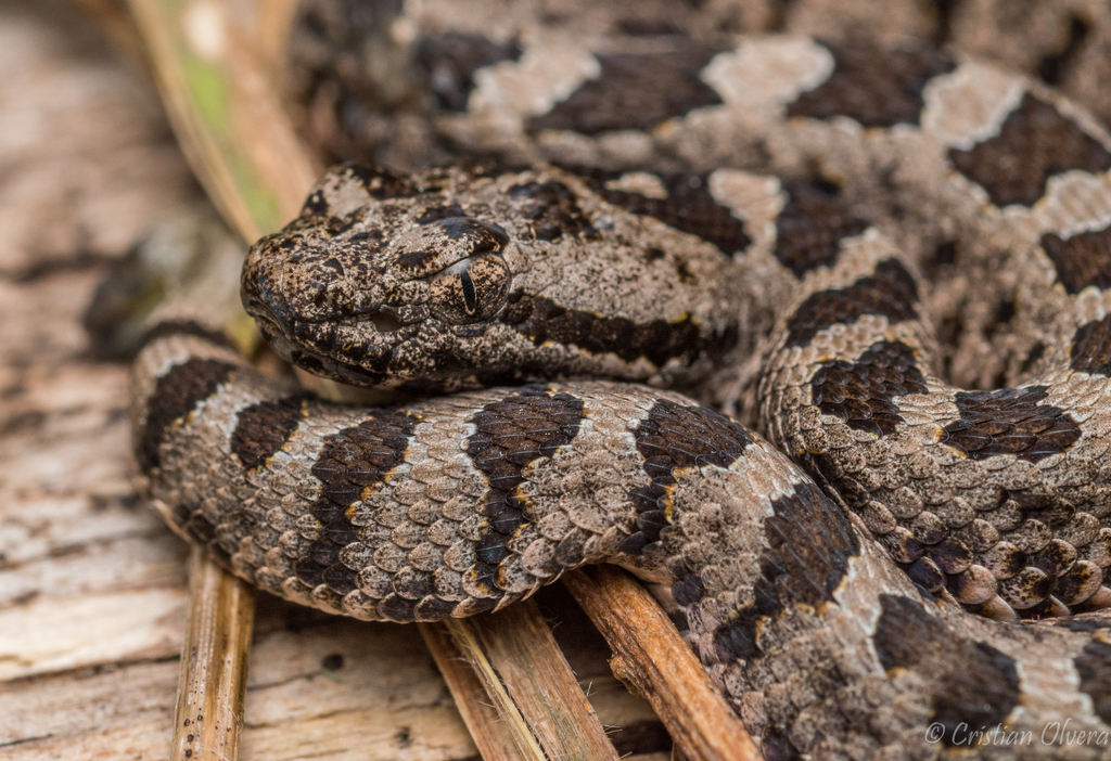 Queretaran Dusky Rattlesnake (Crotalus aquilus) - Snakes and Lizards