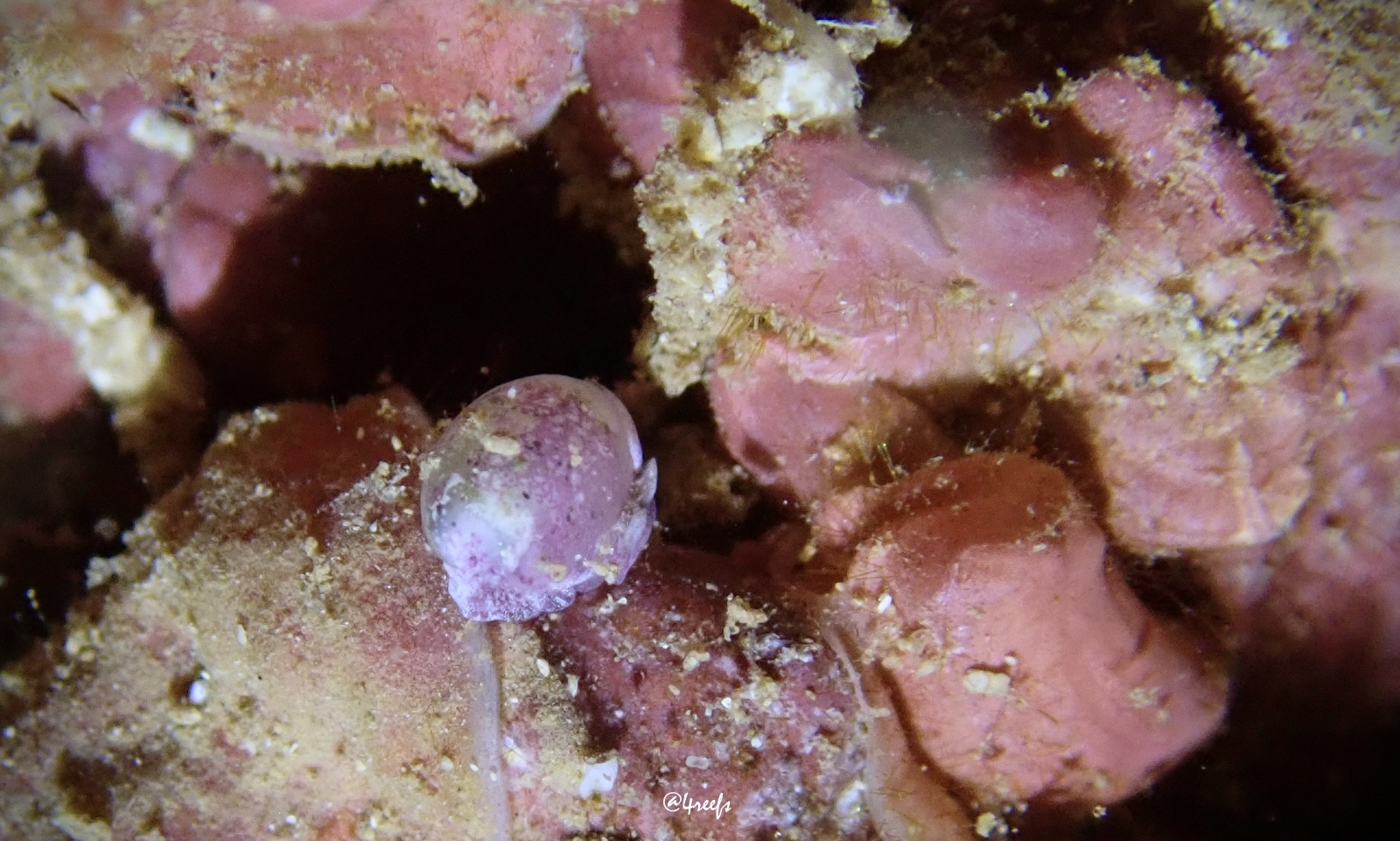 Diniatys dentifer (A.Adams, 1850)