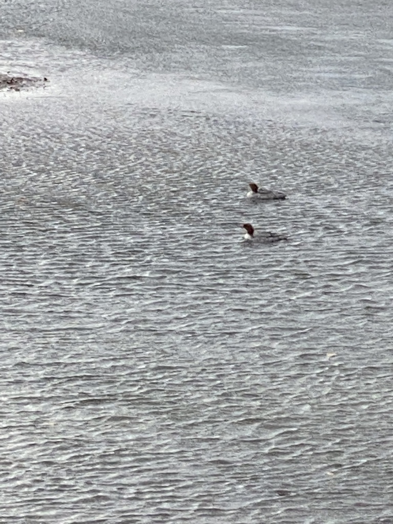 Common Merganser from E 154th Ave, Anchorage, AK, US on October 08 ...