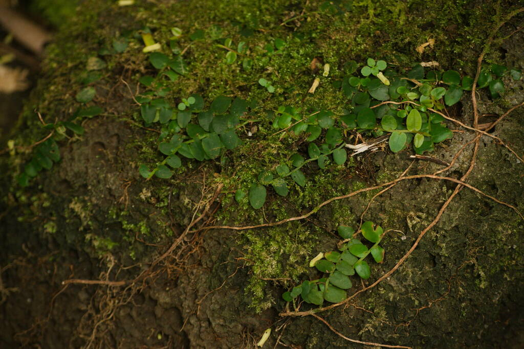 Shingle Vine from Honolulu, Hawaii, United States on September 29, 2022 ...
