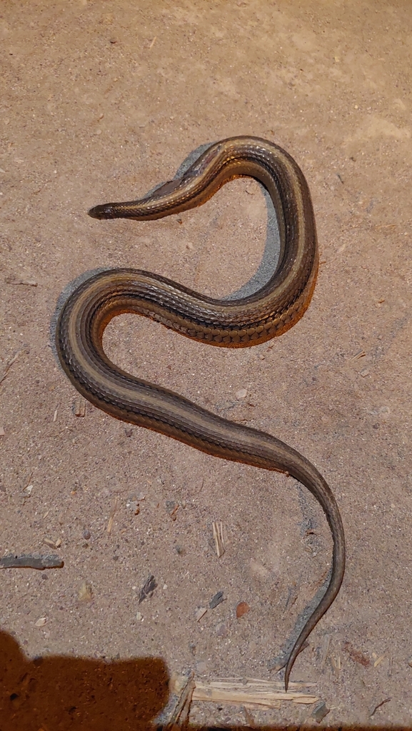 Cope's Mountain Meadow Snake from Tecolotlán, Jal., México on October ...
