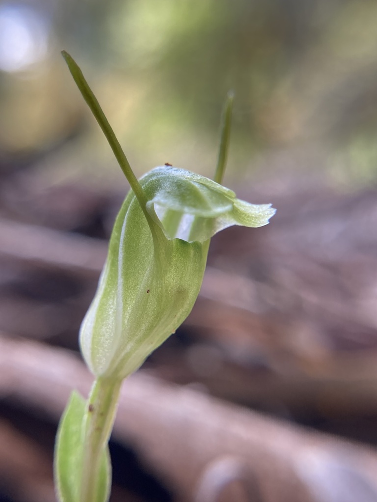 Snail Orchid from Warren State Forest, Collins, WA, AU on October 07 ...
