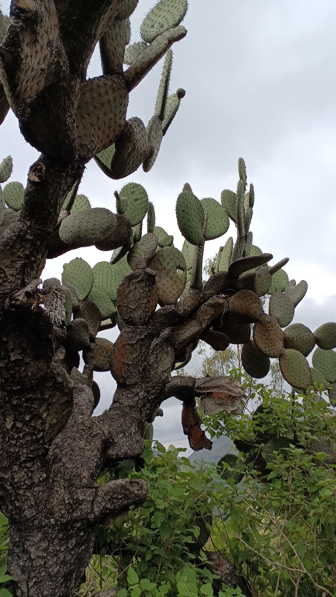 Opuntia streptacantha Lem.