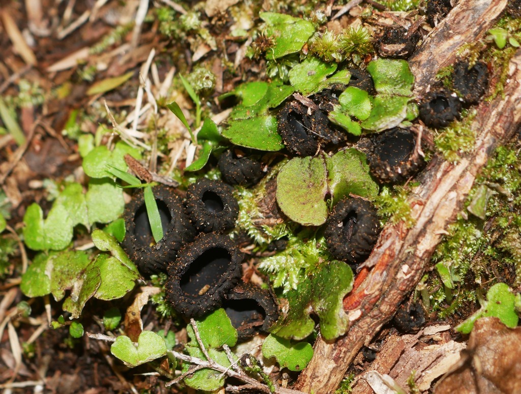 Plectania rhytidia from Tutira, New Zealand on October 08, 2022 at 02: ...