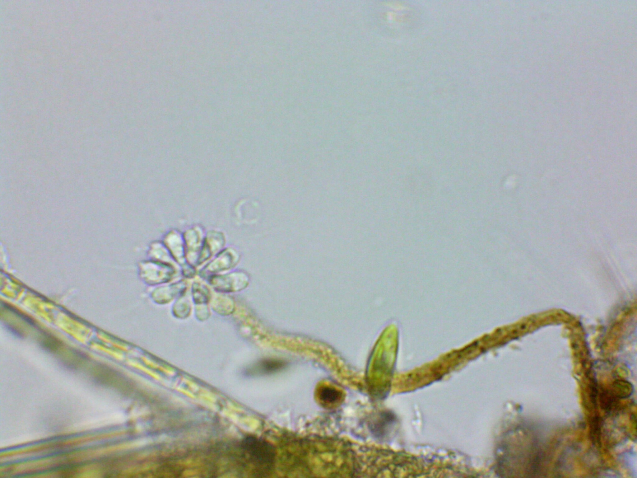 Anthophysa vegetans (O.F.Müller) Stein, 1878