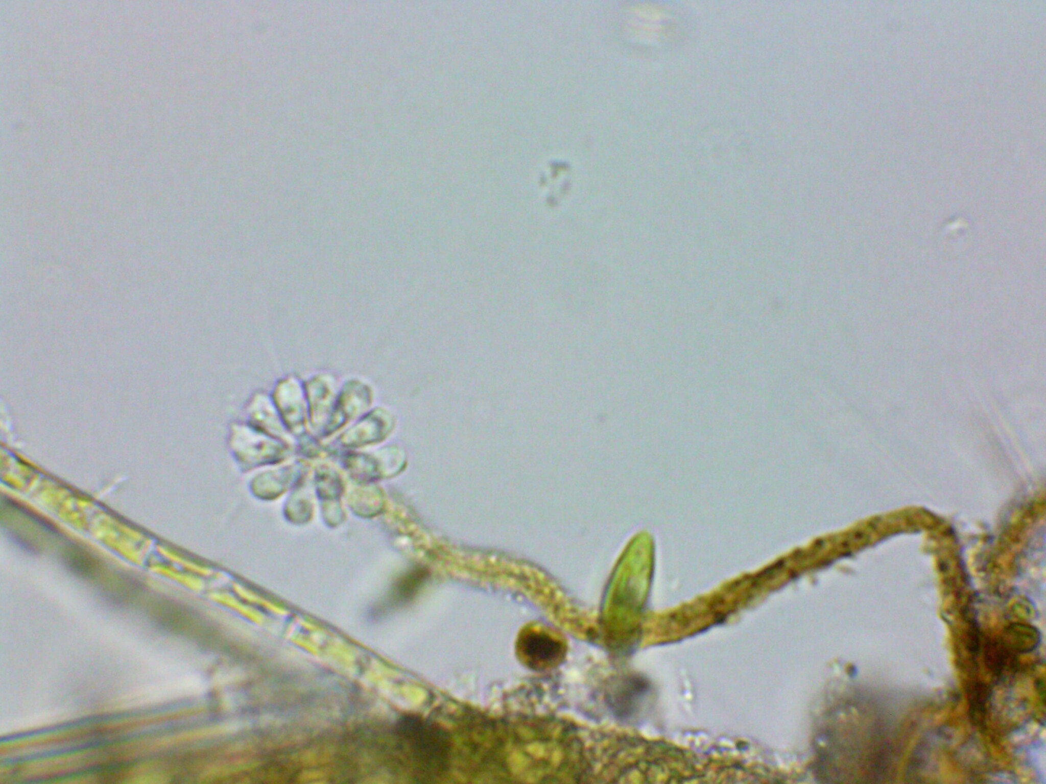 Anthophysa vegetans (O.F.Müller) Stein, 1878