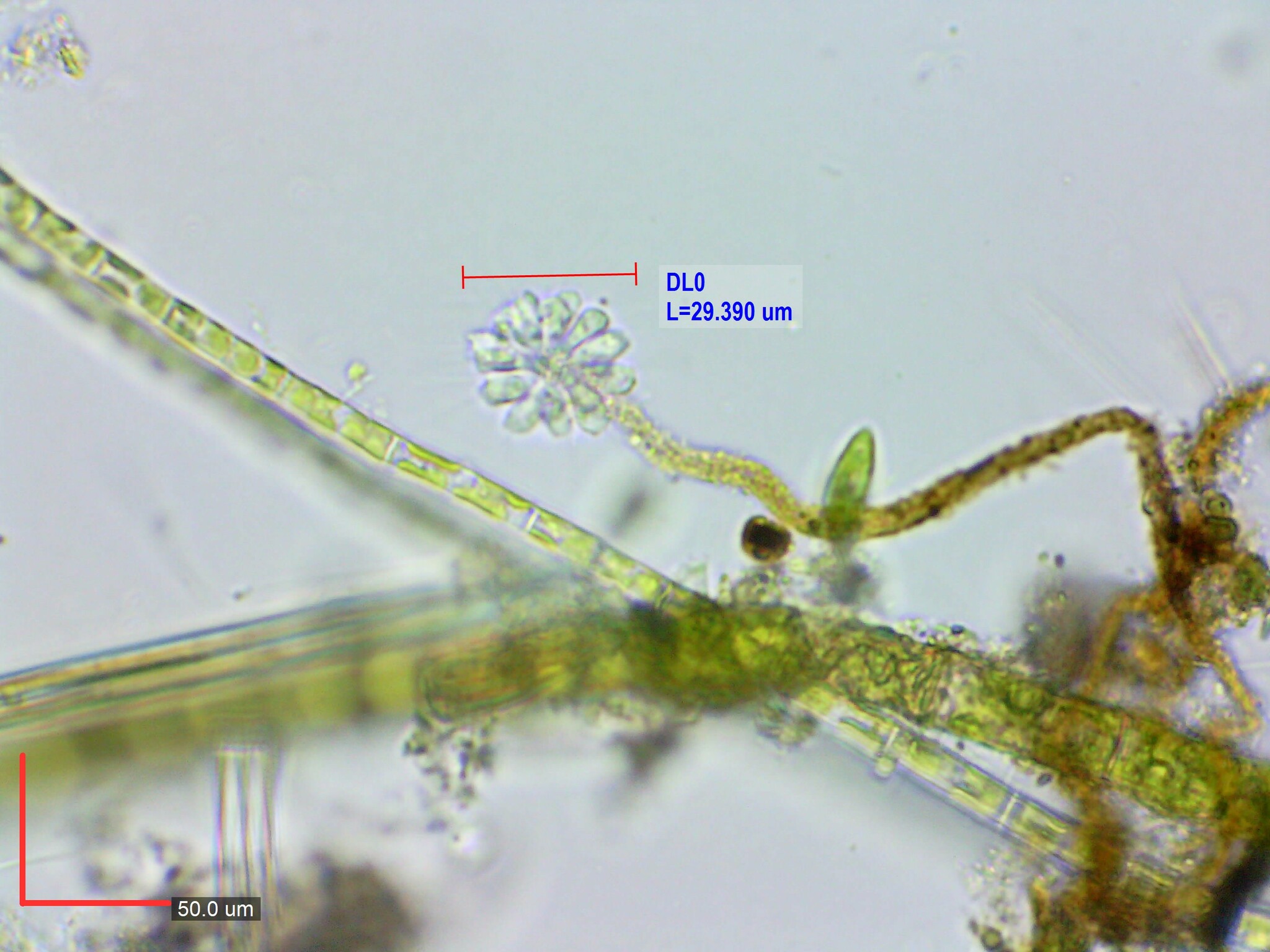 Anthophysa vegetans (O.F.Müller) Stein, 1878