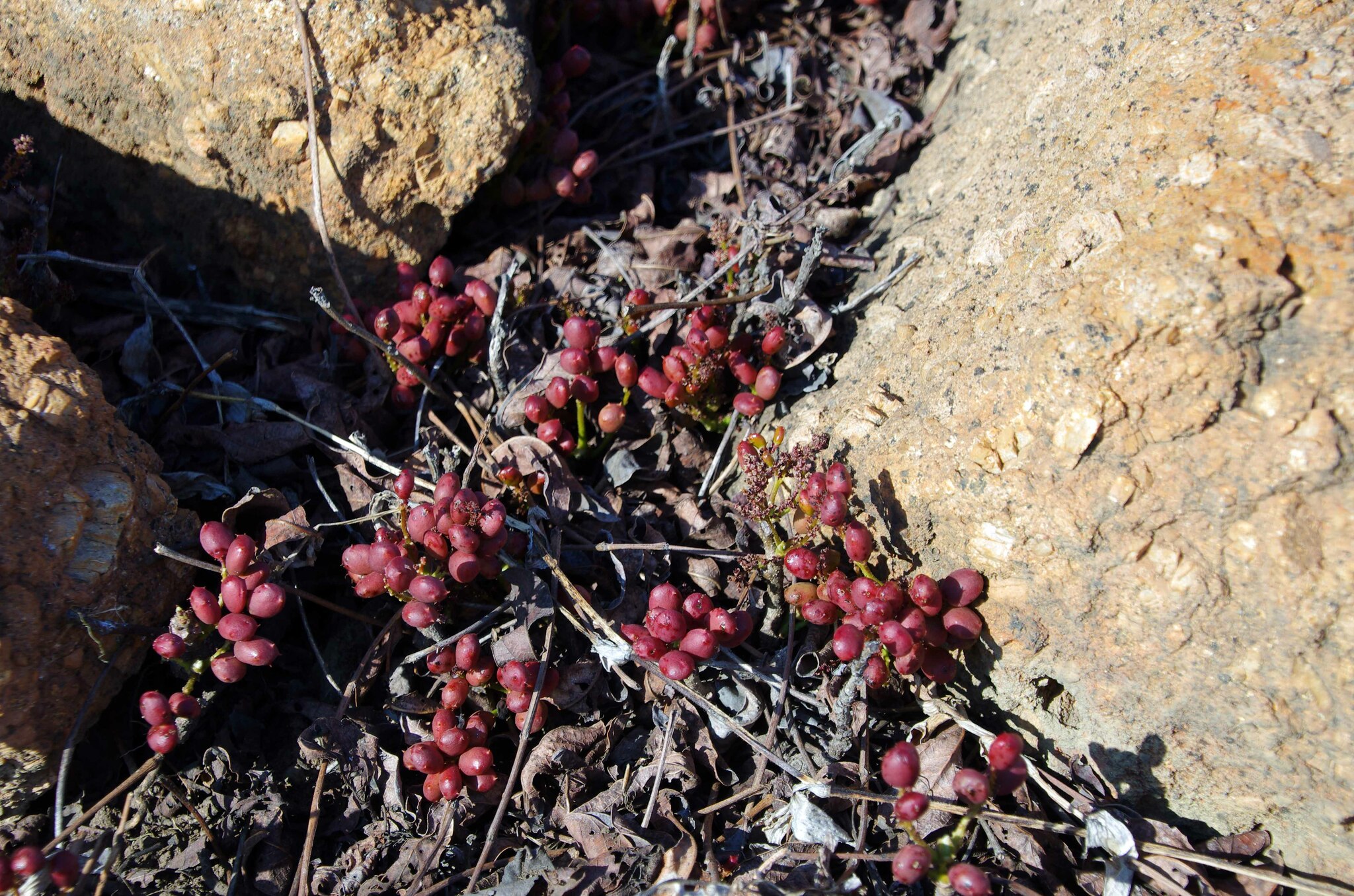 Lannea edulis (Sond.) Engl.