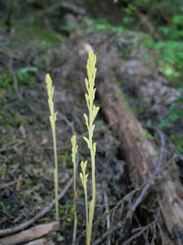 Pacific coralroot from Whistler, BC V8E, Canada on July 20, 2022 at 09: ...