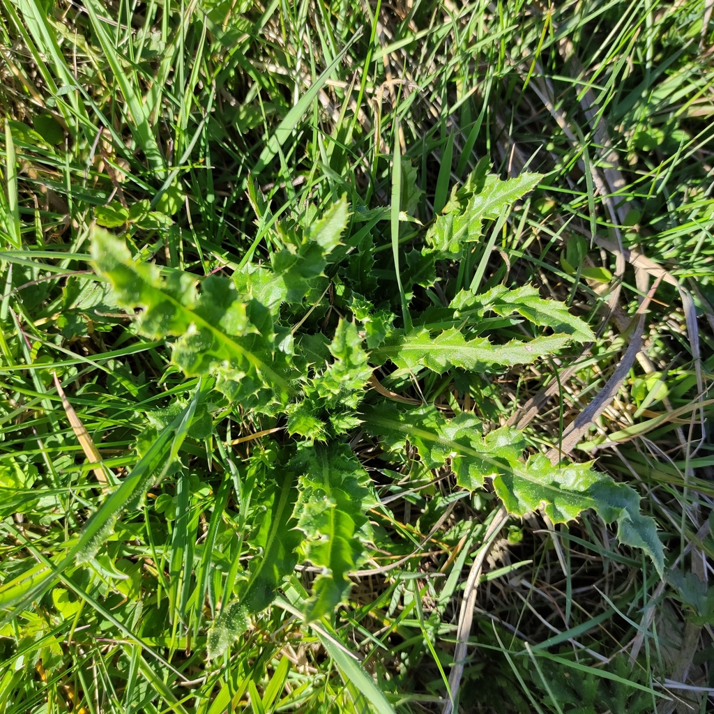 creeping thistle from Ashburton, NZ-CA, NZ on October 09, 2022 at 10:10 ...