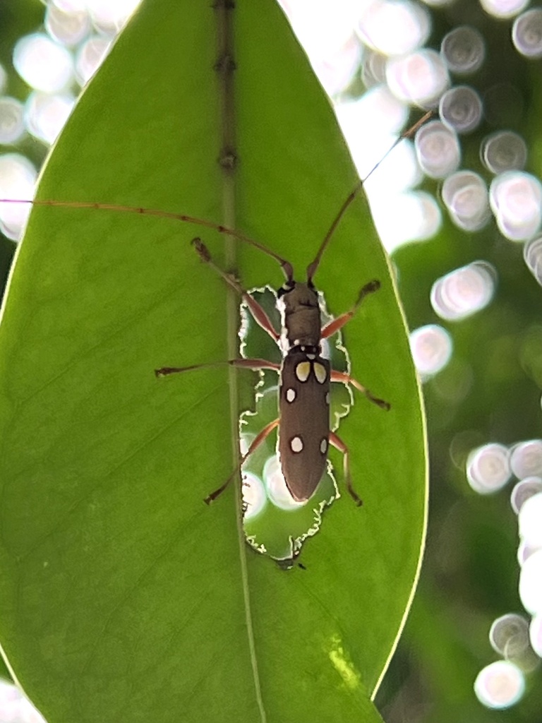 Olenecamptus bilobus taiwanus from Hong Kong Wetland Park, Yuen Long ...