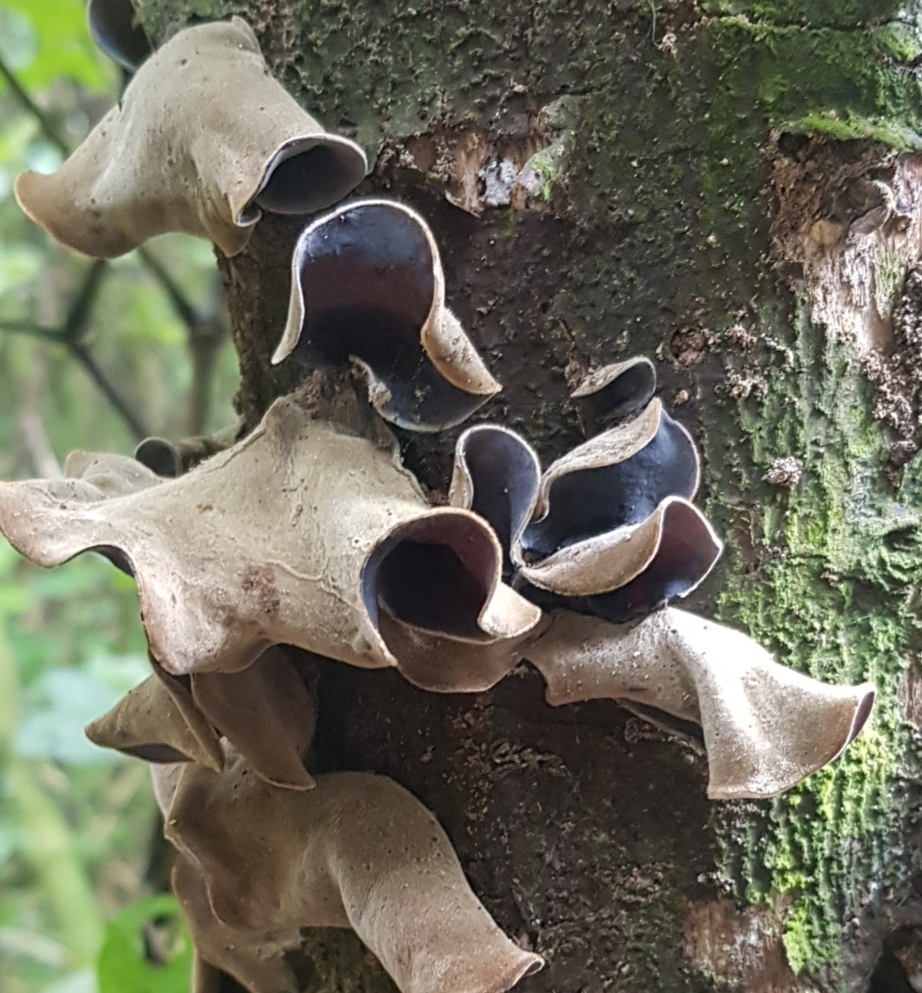 Ear fungus from Kelburn, Wellington, New Zealand on October 09, 2022 at ...