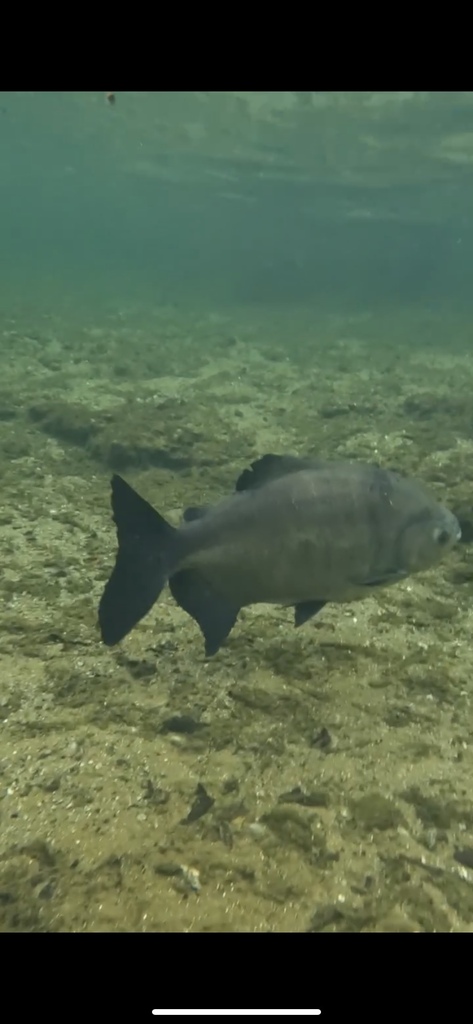 Red-bellied Pacu from Saint Johns River, Deland, FL, US on July 16 ...