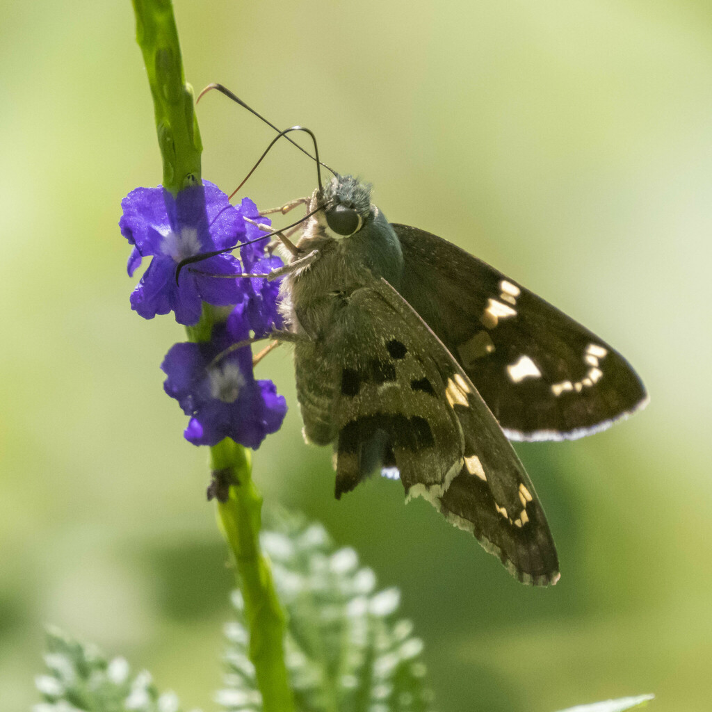 Long-tailed Skipper from East Naples, Naples, FL, USA on September 25 ...
