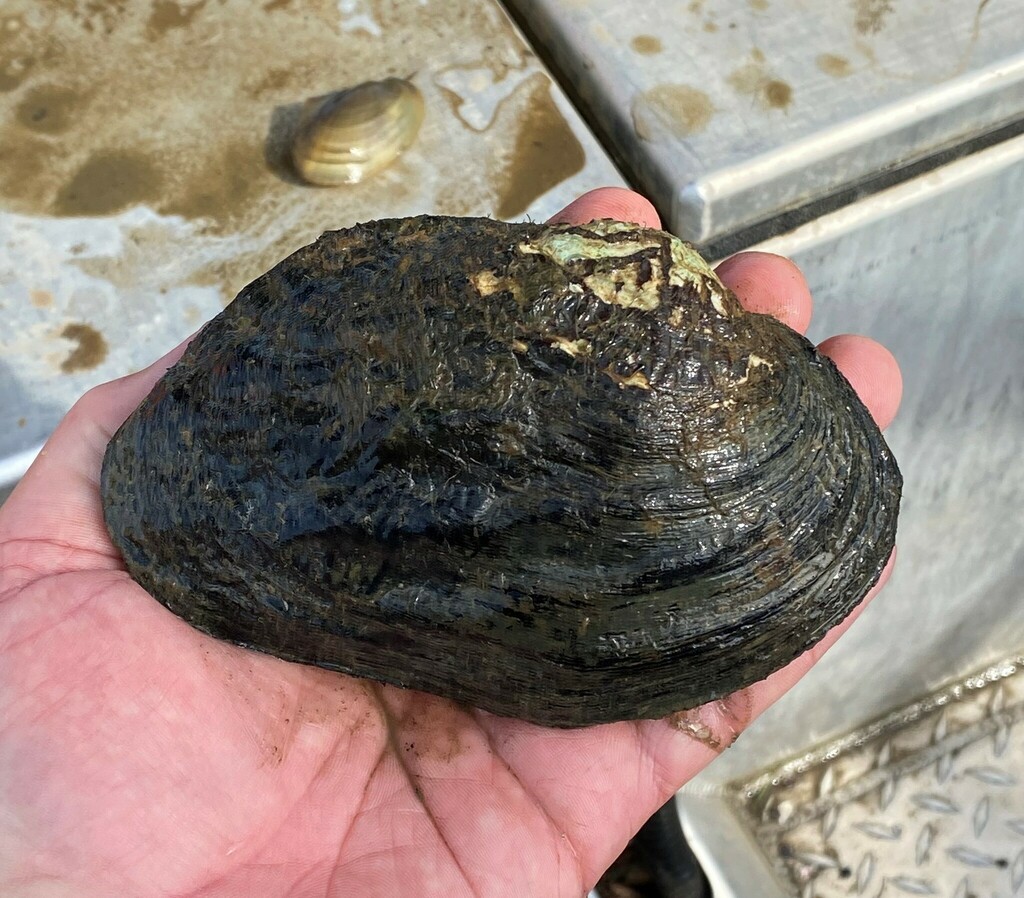 Rock-pocketbook from Tennessee River, Natchez Trace Pkwy, Lauderdale ...
