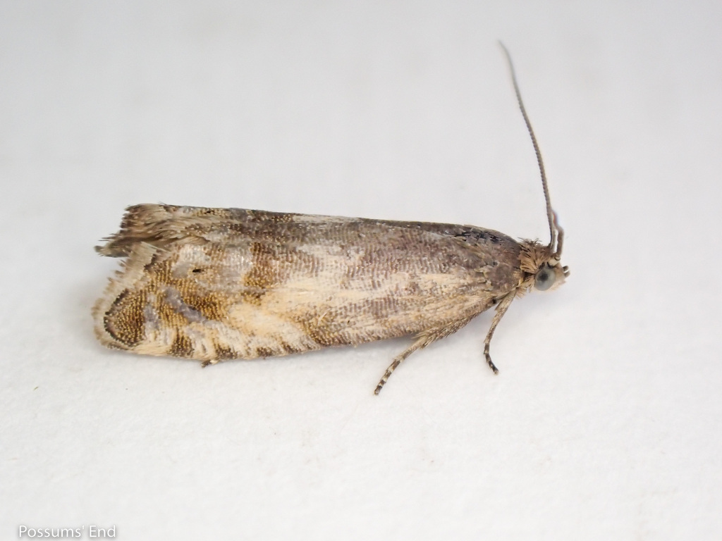 Gorse Pod Moth from Portobello, Dunedin, New Zealand on October 09 ...