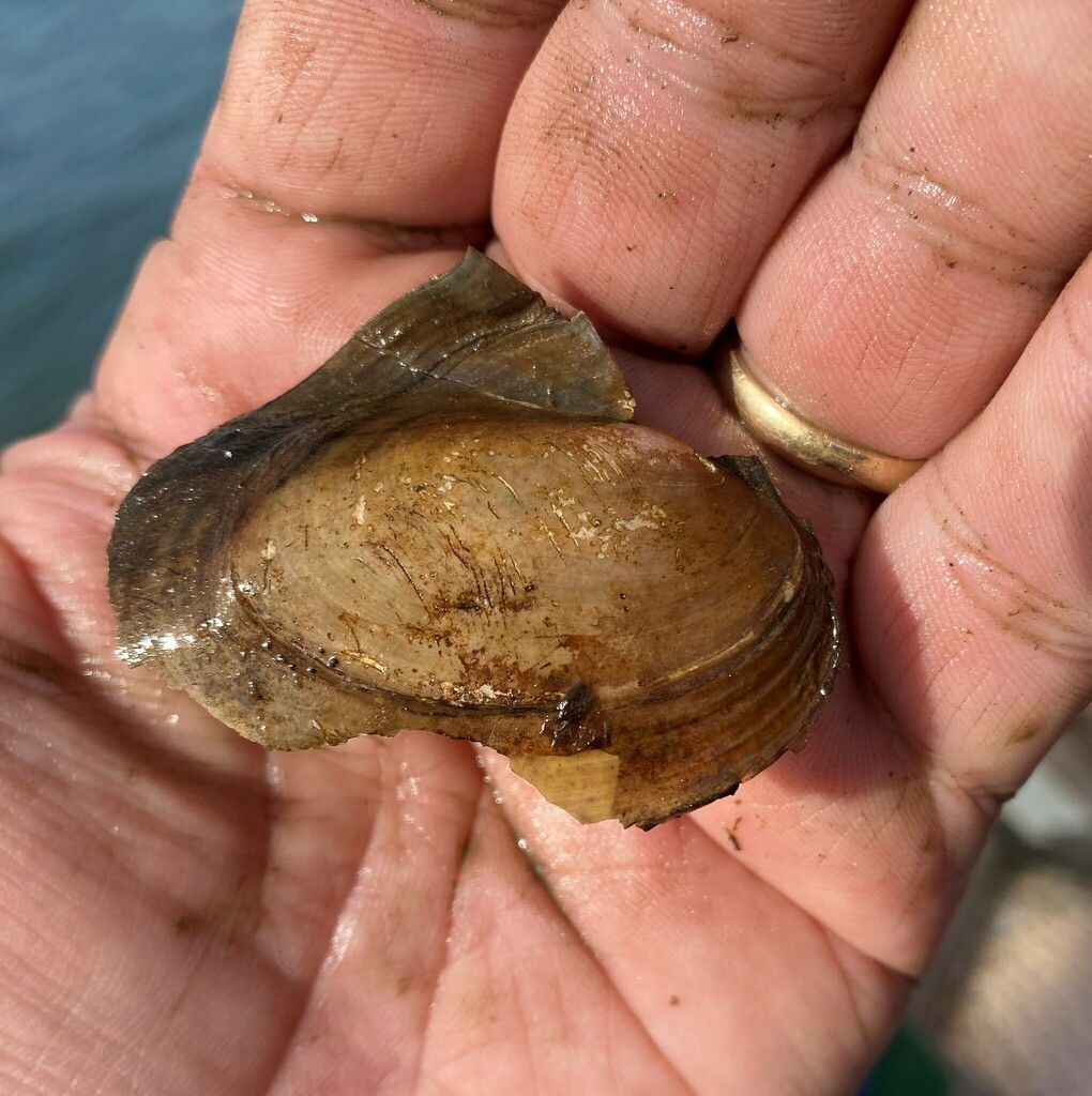Pink Papershell from Tennessee River, Natchez Trace Pkwy, Lauderdale ...