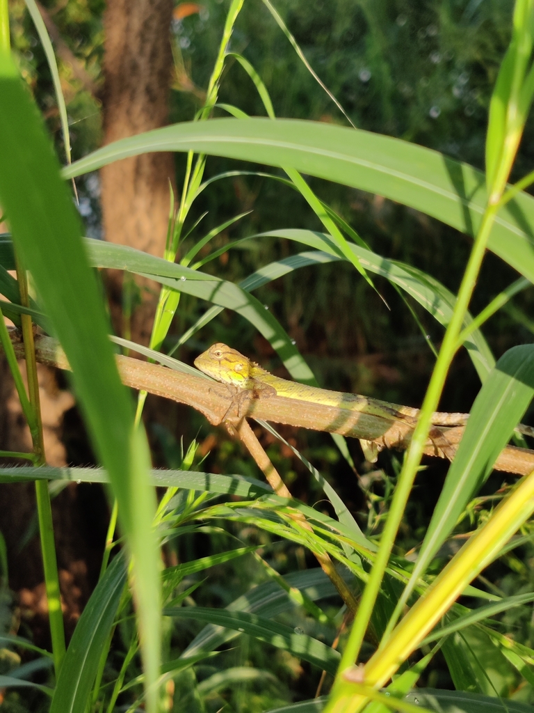 Oriental Garden Lizard from 4XX7+8R4 Mulund Salt Flats, Mulund East ...