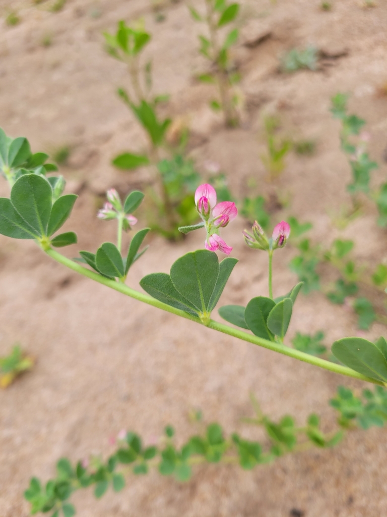 Lotus arabicus from Kruger Park, South Africa on October 8, 2022 at 07: ...