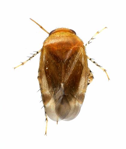 Campylomma viticis · iNaturalist