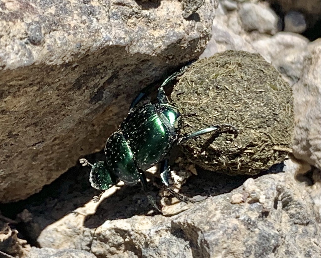 Canthon indigaceus from Álamos, SON, MX on August 12, 2022 at 12:52 PM ...