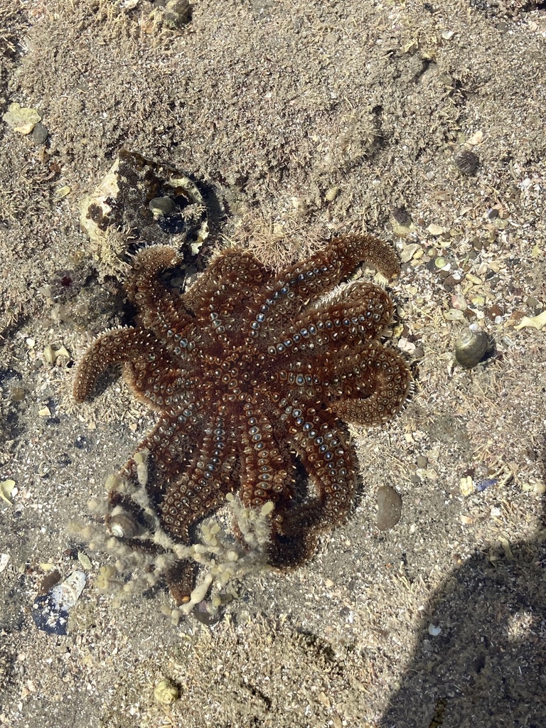 Eleven-armed Sea Star from Jellicoe Channel, Rodney Ward, Auckland, NZ ...
