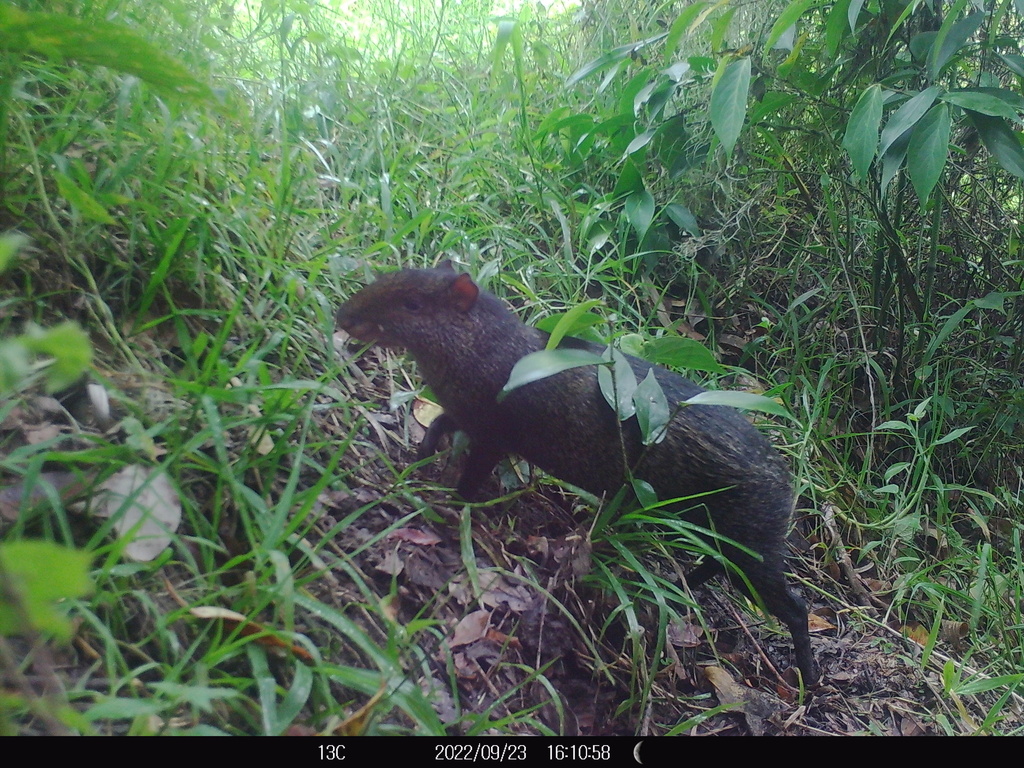 Guaqueque centroamericano desde Gachantivá, Gachantivá, Boyacá, CO el ...