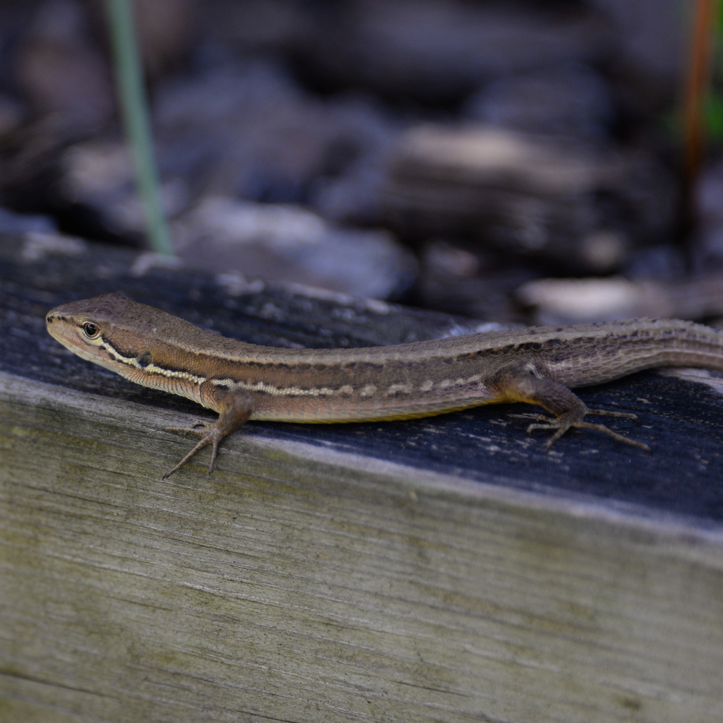 Japanese Grass Lizard in October 2022 by Alan Broderick · iNaturalist