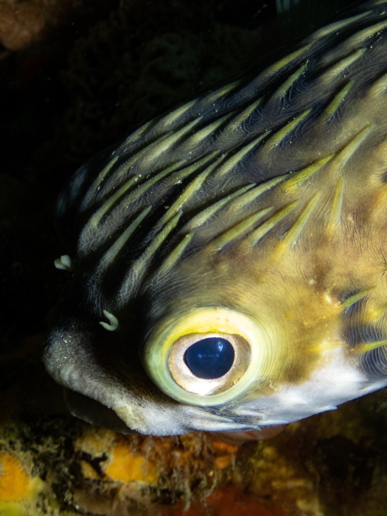 Globefish (Diodon nicthemerus) - Marine Life Identification