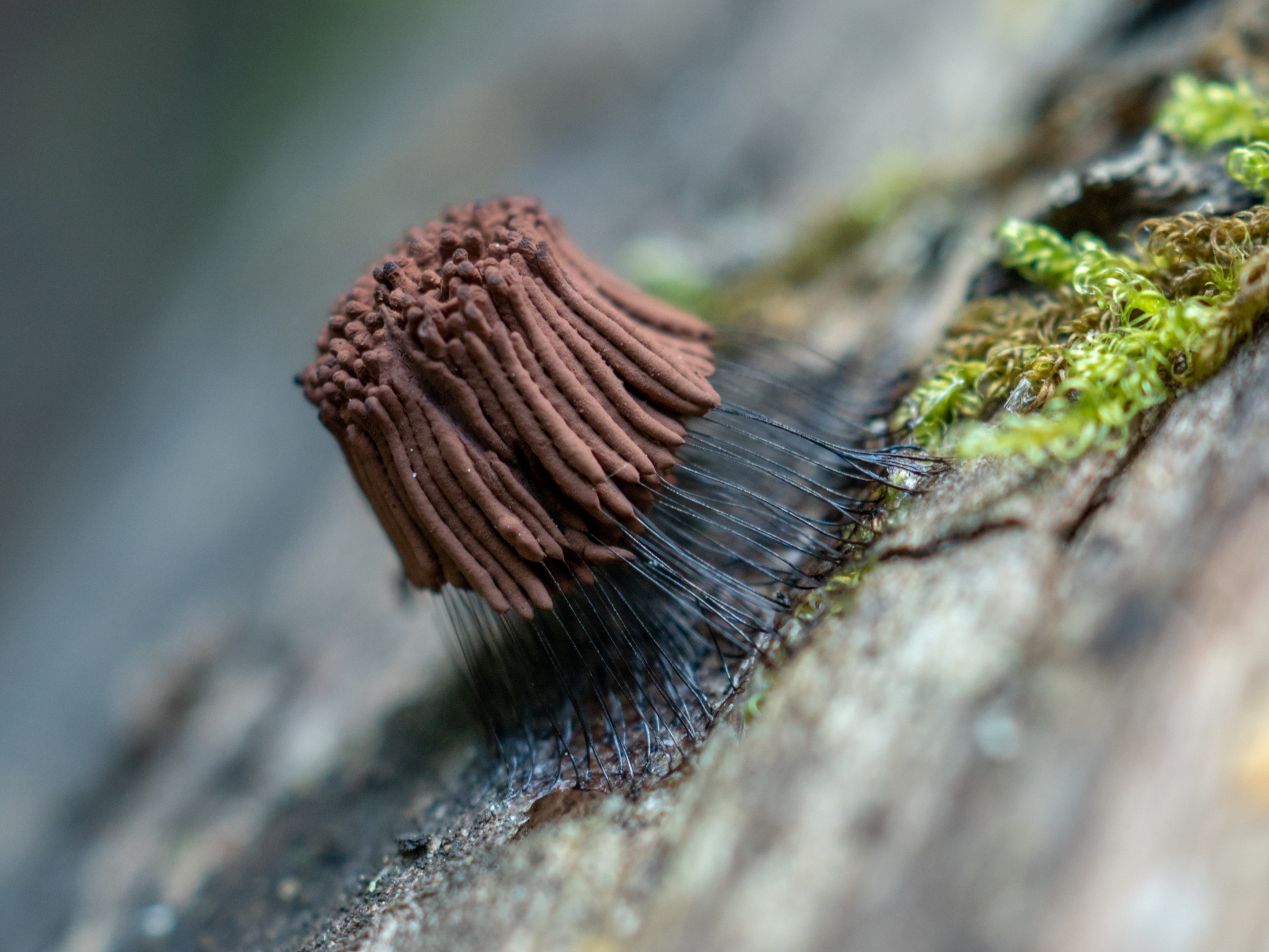 Stemontis? It looked like a miniature forest : r/Slimemolds