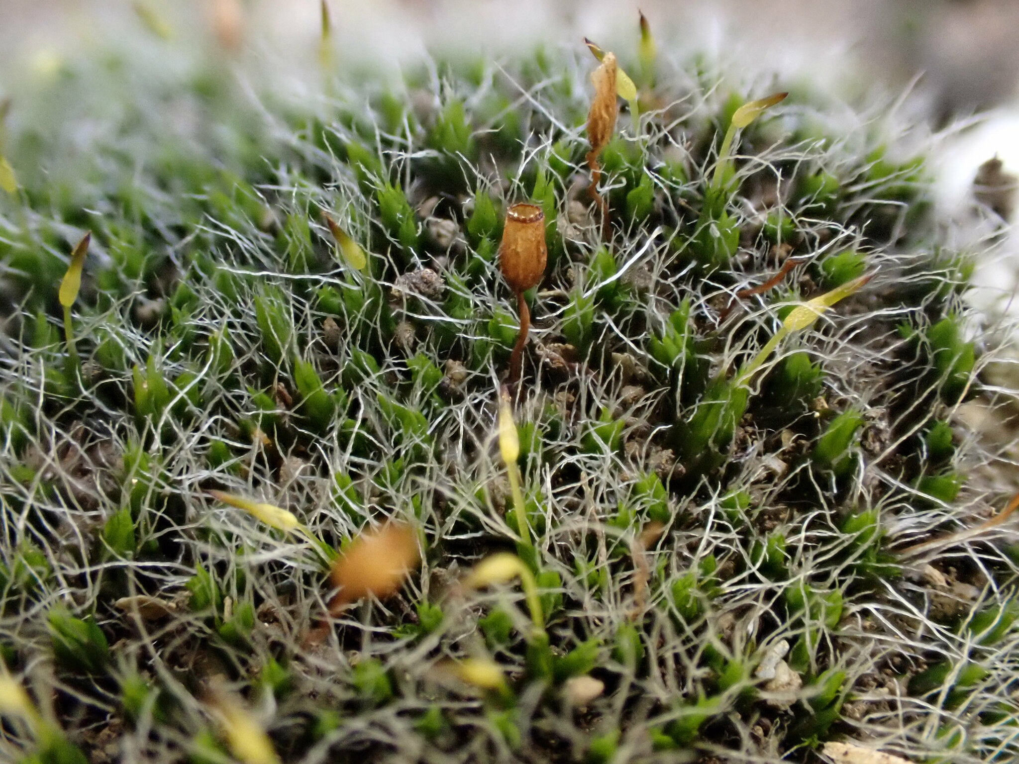 Grimmia ovalis Lindberg, 1871