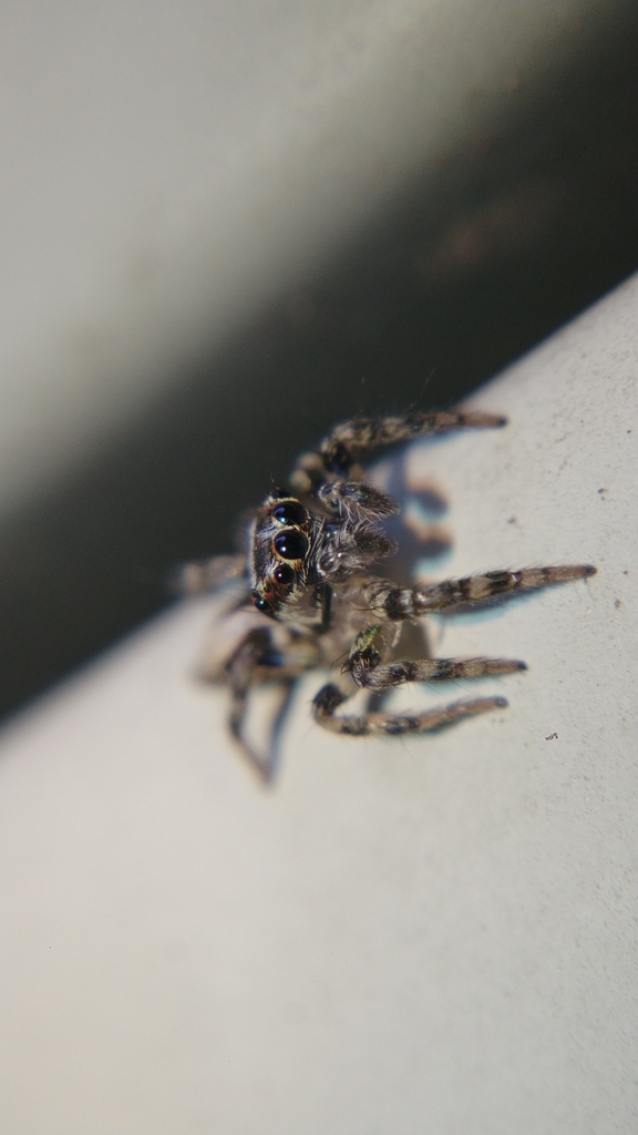 Plexippus setipes from MFM6+7H8, Ban Phue, Ban Phue District, Udon ...