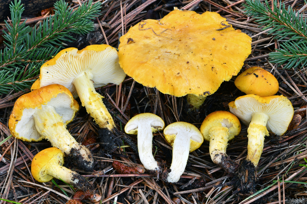 Floccularia albolanaripes from Mt. Baldy Wilderness, Apache County, AZ ...