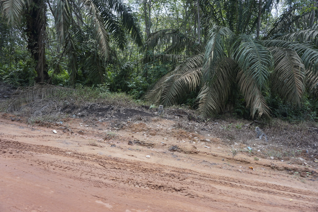 Long-tailed Macaque from Bengkalis Regency, Riau, Indonesia on ...
