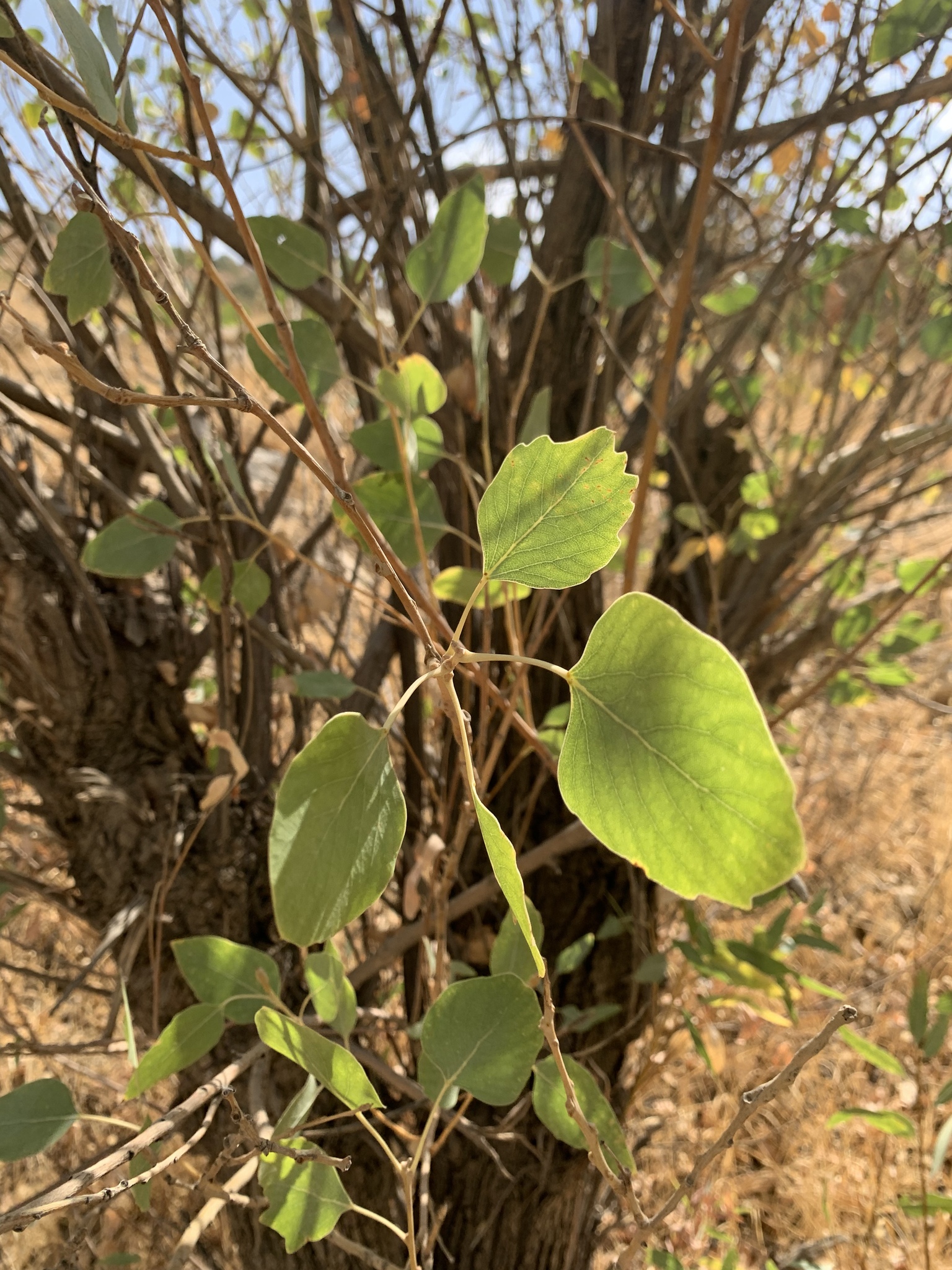 Populus euphratica Olivier