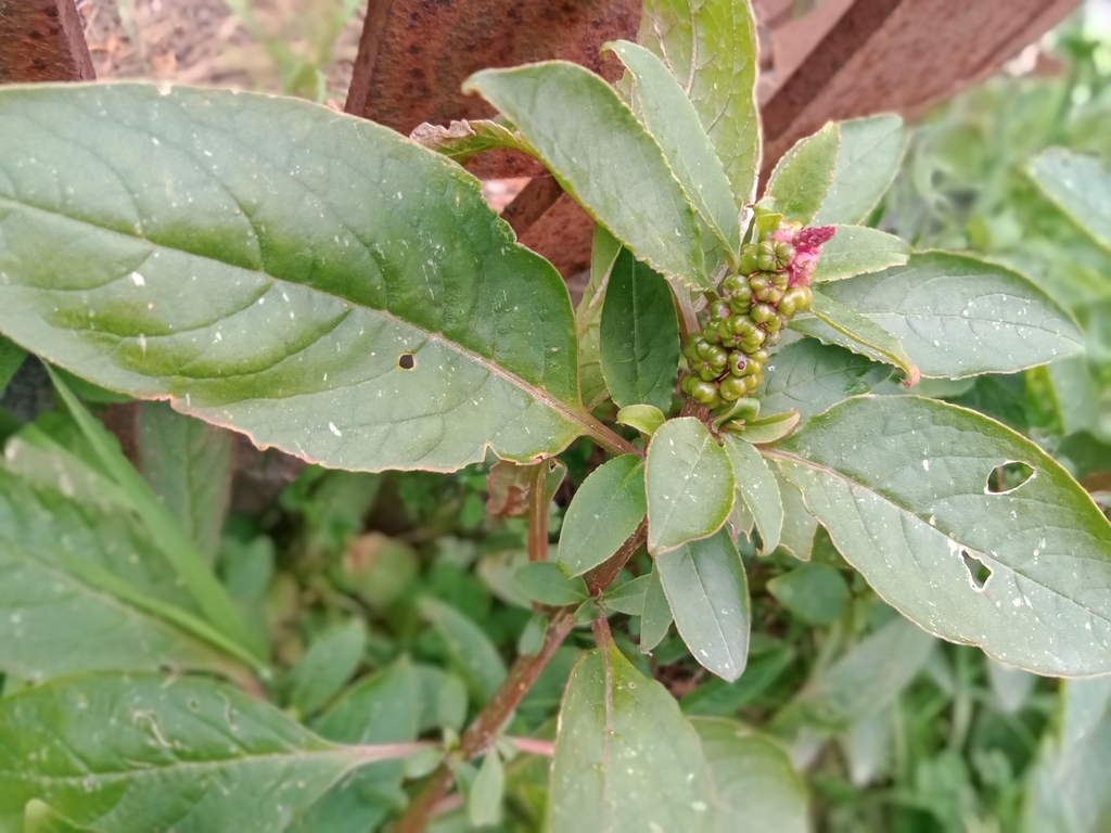 Inkweed from Happy Valley Road (opposite 281), Ōwhiro Bay, Wellington ...