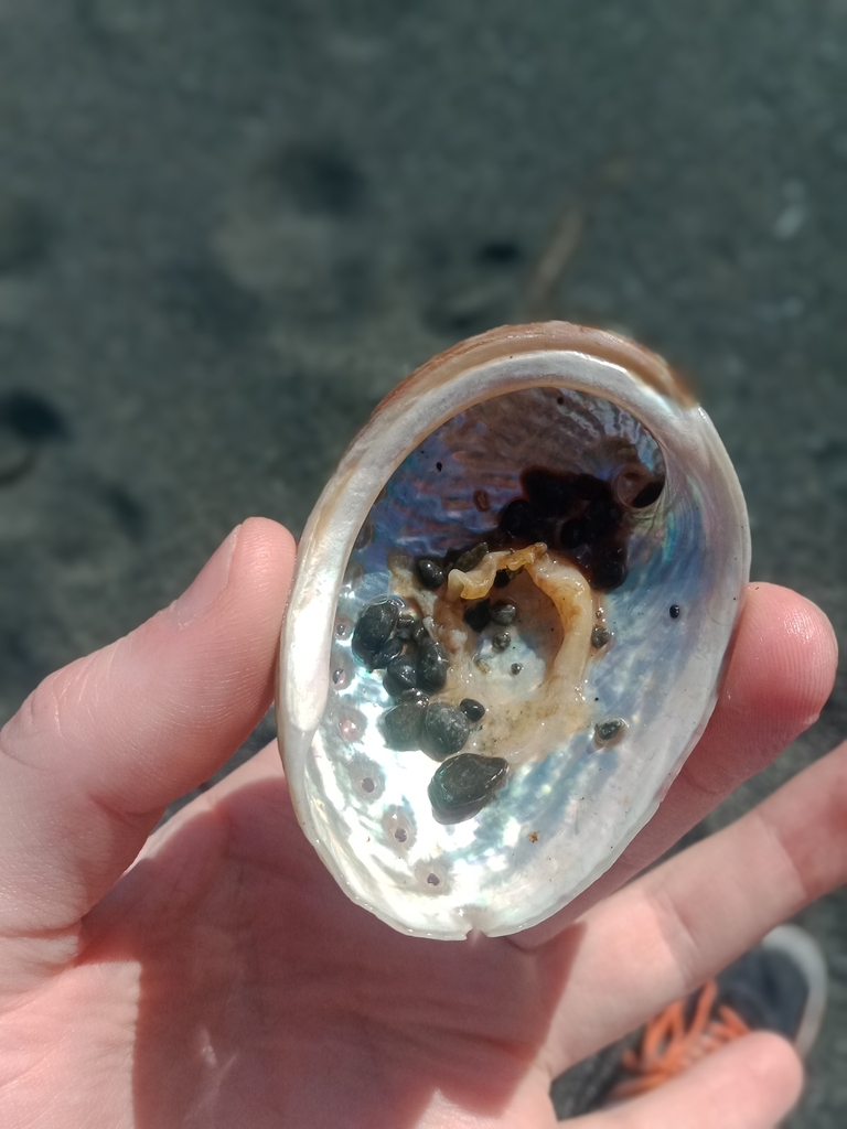 Queen Paua from Ōwhiro Bay, Wellington, New Zealand on October 09, 2022 ...