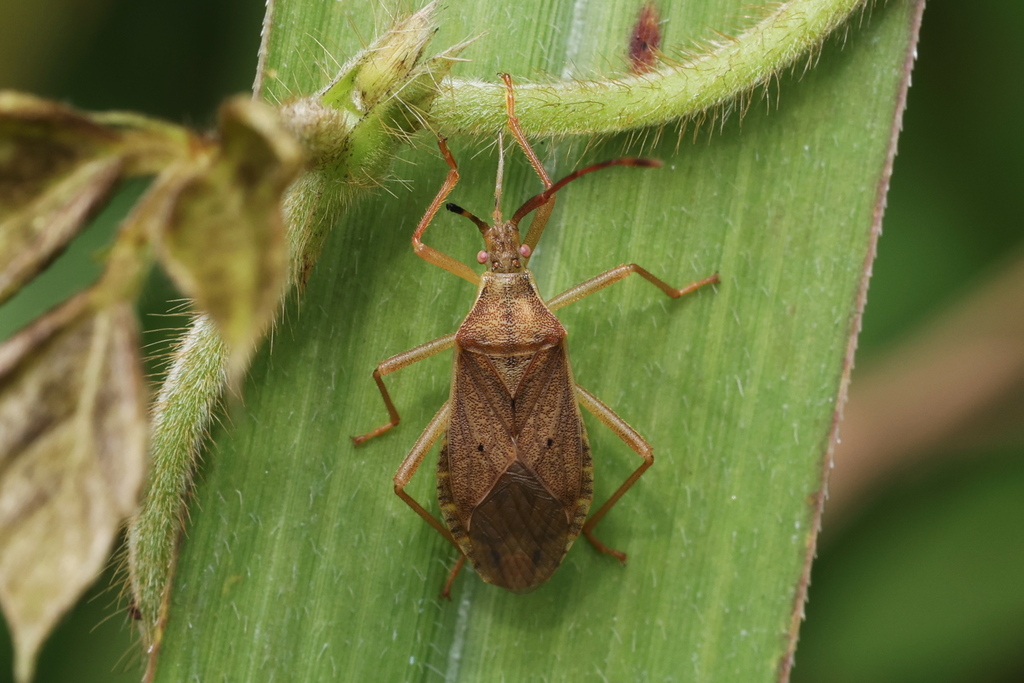 Homoeocerus unipunctatus from Lau Fau Shan, Hong Kong on October 1 ...