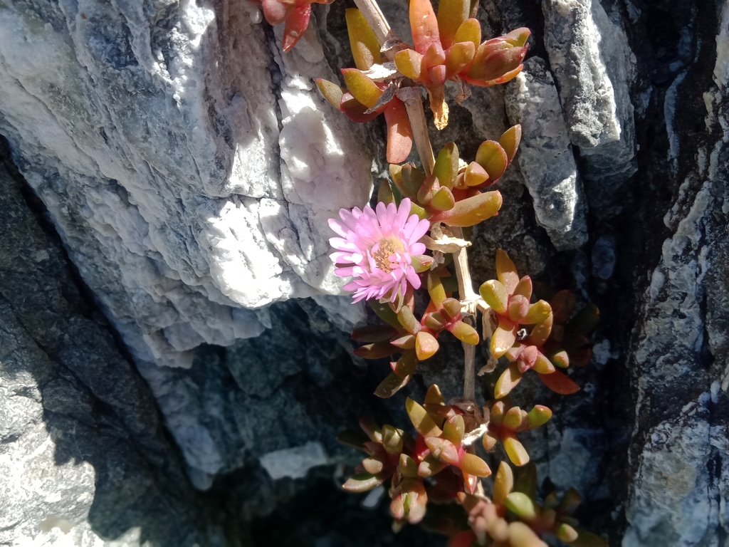 New Zealand Ice Plant from Ōwhiro Bay, Wellington, New Zealand on ...