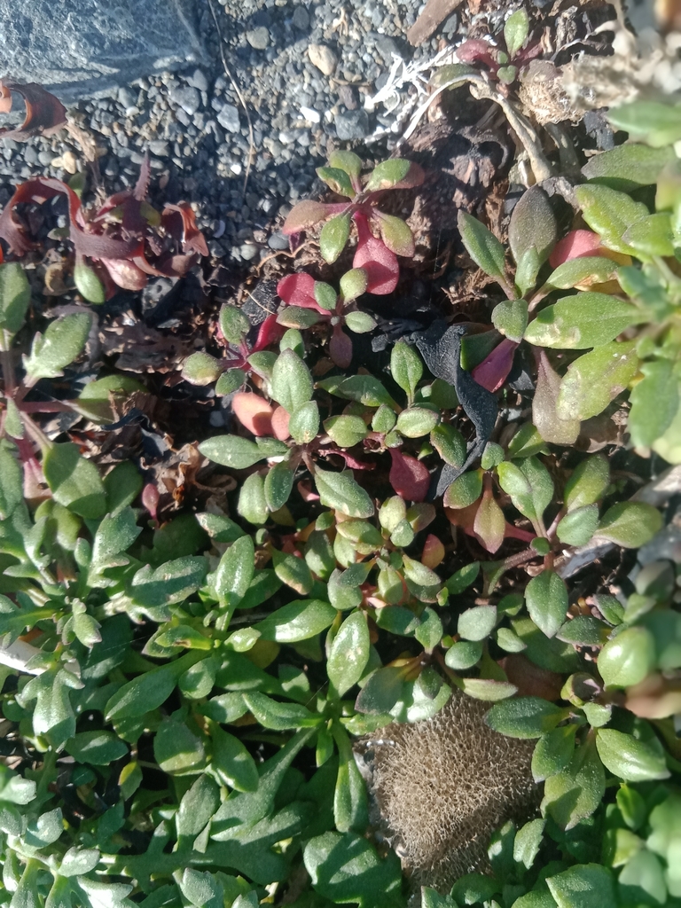 Shore Groundsel from Island Bay, Wellington, New Zealand on October 09 ...