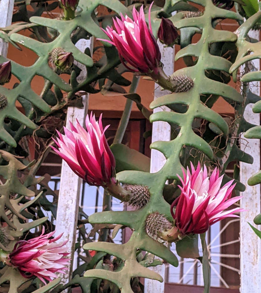 Rick Rack Cactus from VFCH+WQ8, Chimoio, Mozambique on October 08, 2022 ...