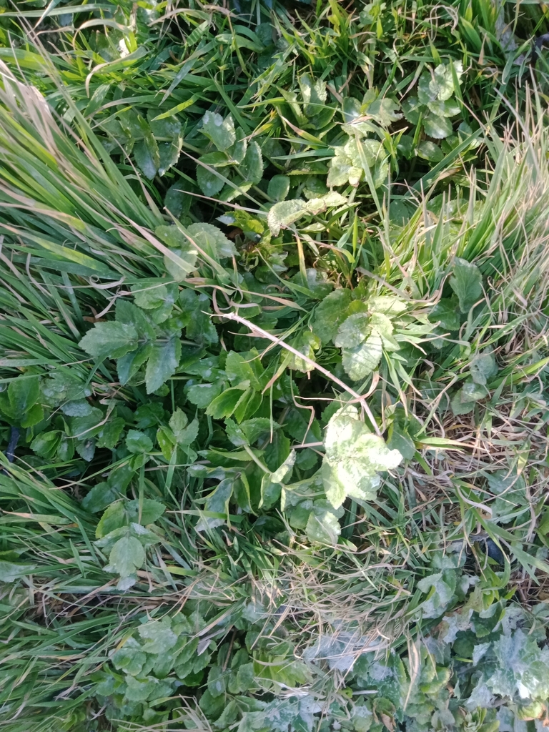 fool's watercress from Ōwhiro Bay, Wellington, New Zealand on October ...