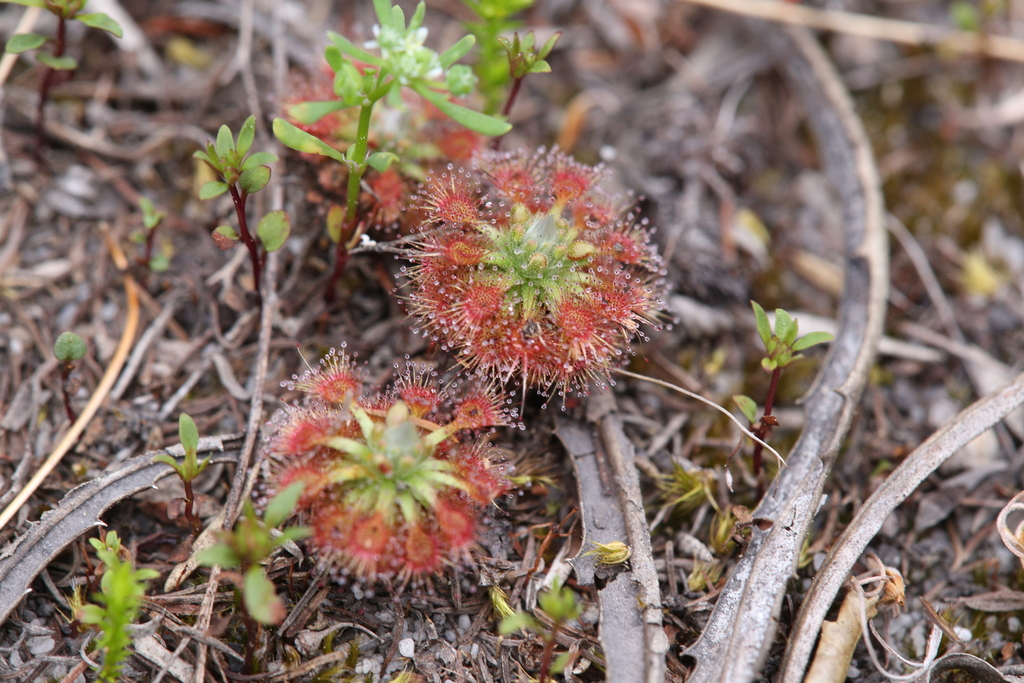 Drosera patens in October 2022 by Hugo Innes · iNaturalist