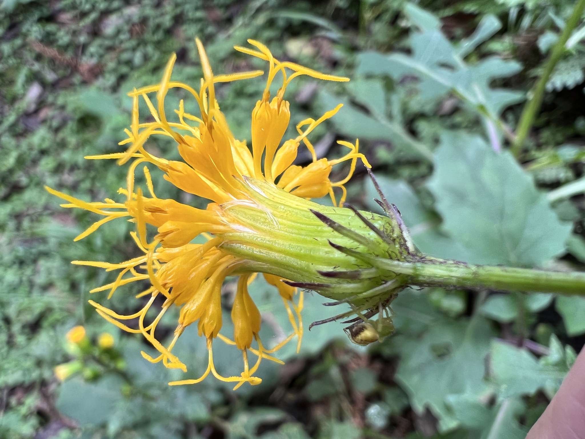 Gynura japonica (Thunb.) Juel