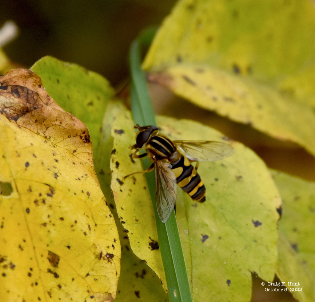 Narrow-headed Marsh Fly from Townshend, VT, USA on October 05, 2022 at ...
