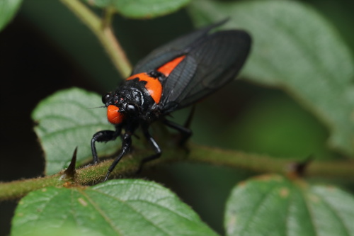 Huechys incarnata · iNaturalist