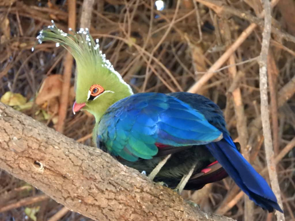 Schalow's Turaco from Kongola on October 05, 2022 at 09:52 PM by alvo15 ...