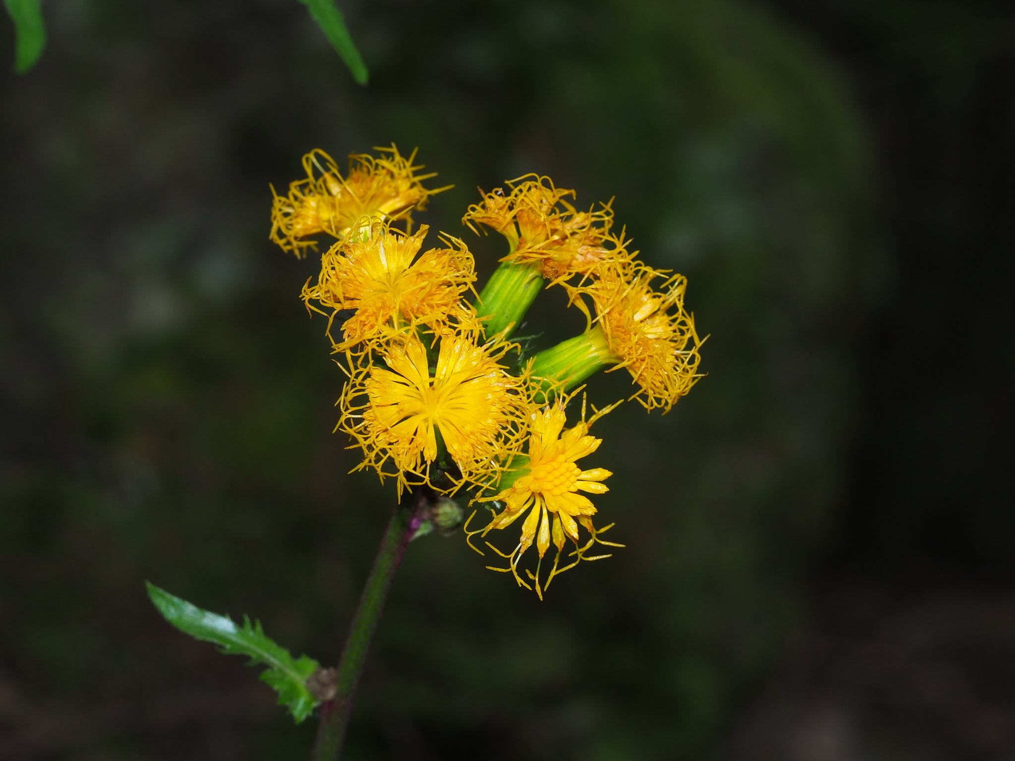 Gynura japonica (Thunb.) Juel